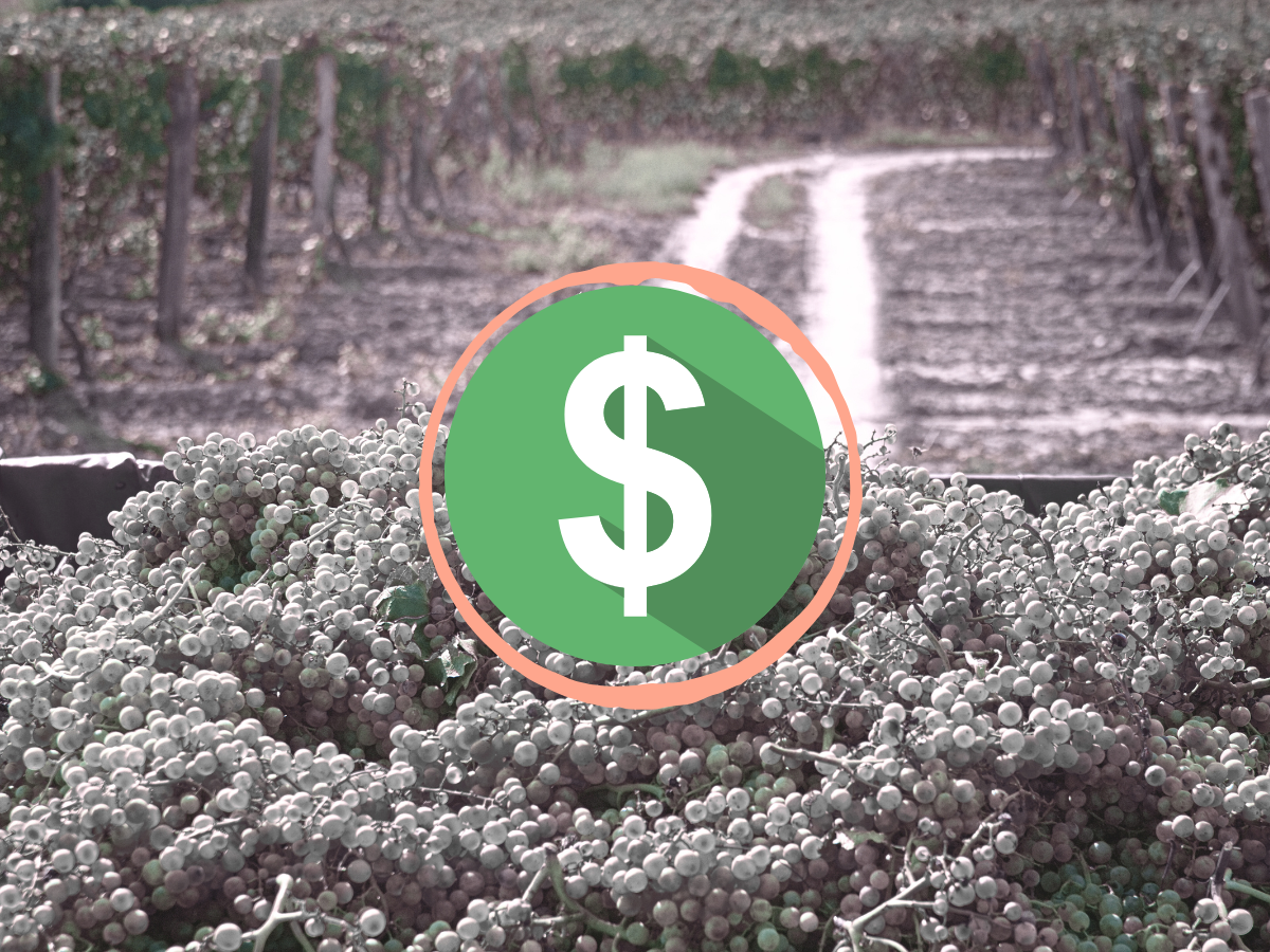 3 Places to Save Money during Harvest • Denise Gardner Winemaking