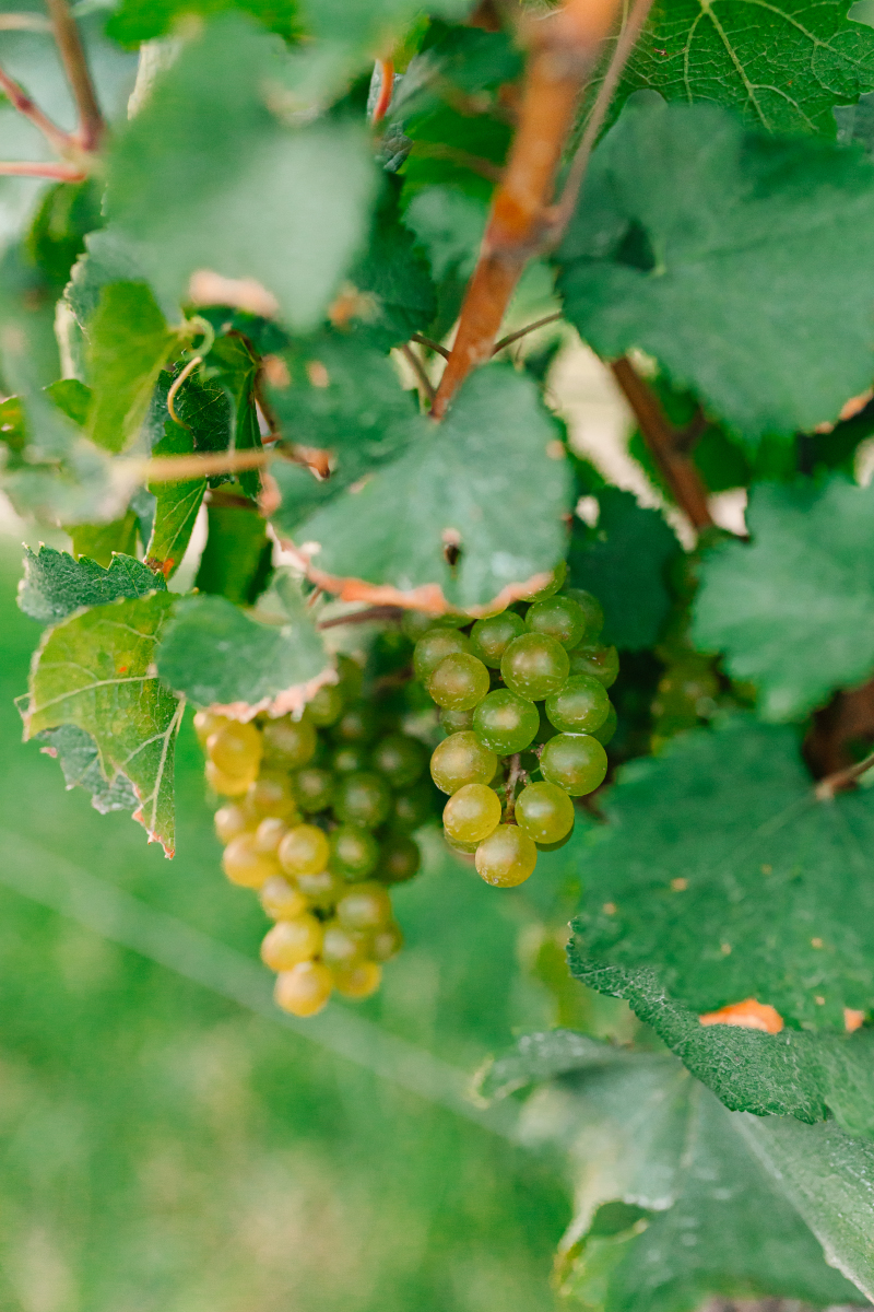 Maximize Beauty in White Wine Making • Denise Gardner Winemaking